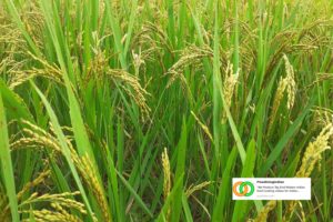 Assamese Magic rice which doesnt need cooking best Indian rice